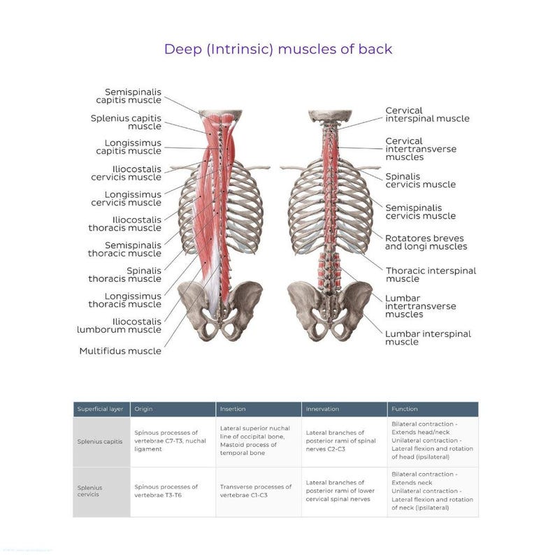 Trunk Wall Muscle Anatomy Chart Printable PDF Ebook Study Guide ...
