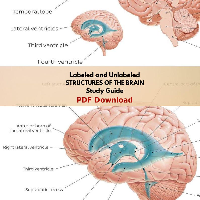 Structures of the Human BRAIN Worksheet Printable PDF Study Guide ...
