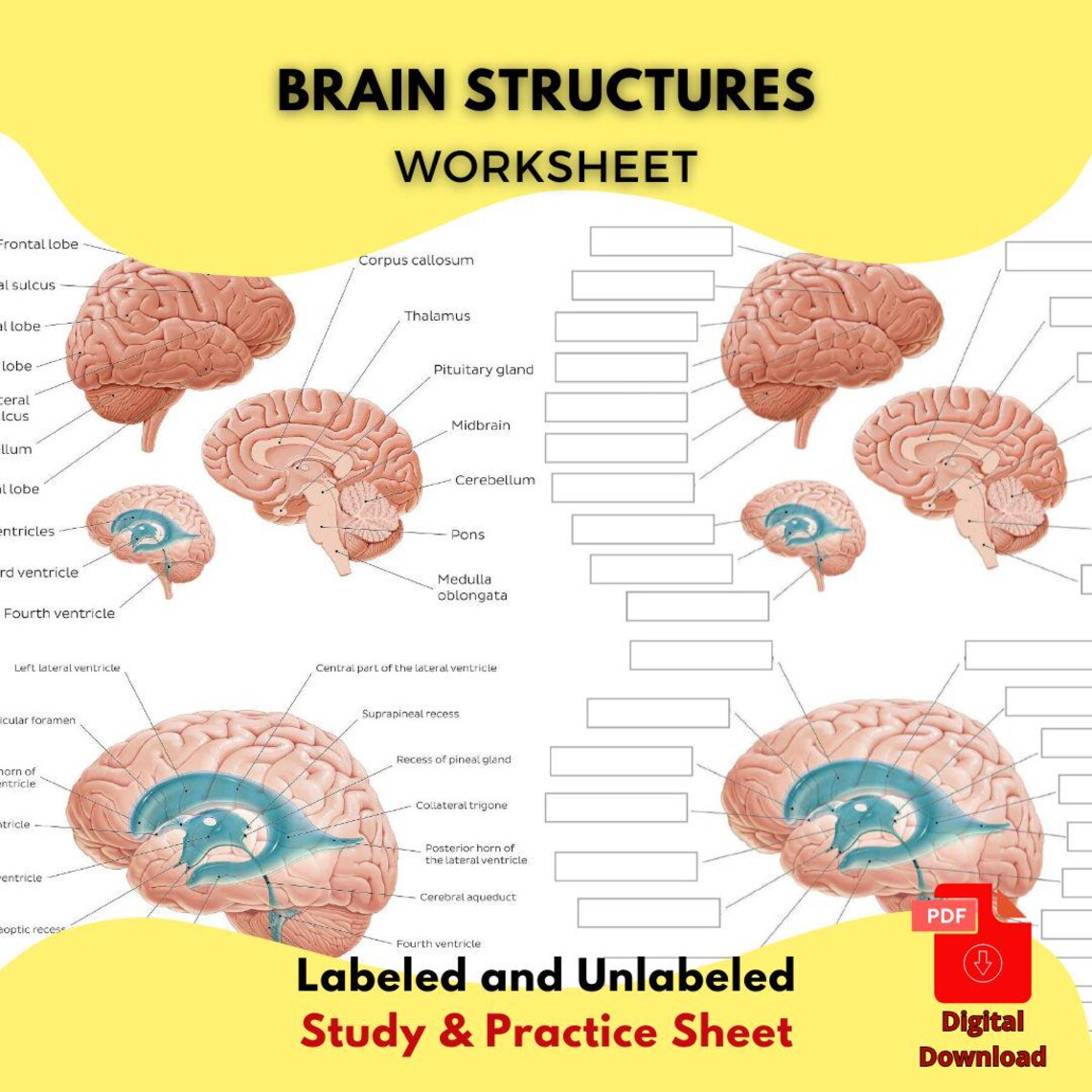 Structures of the Human BRAIN Worksheet Printable PDF Study Guide ...