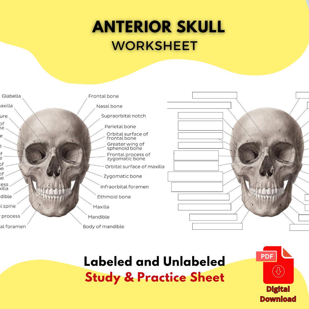 ANTERIOR SKULL Diagram Printable Study Guide PDF Labeled & Unlabeled ...