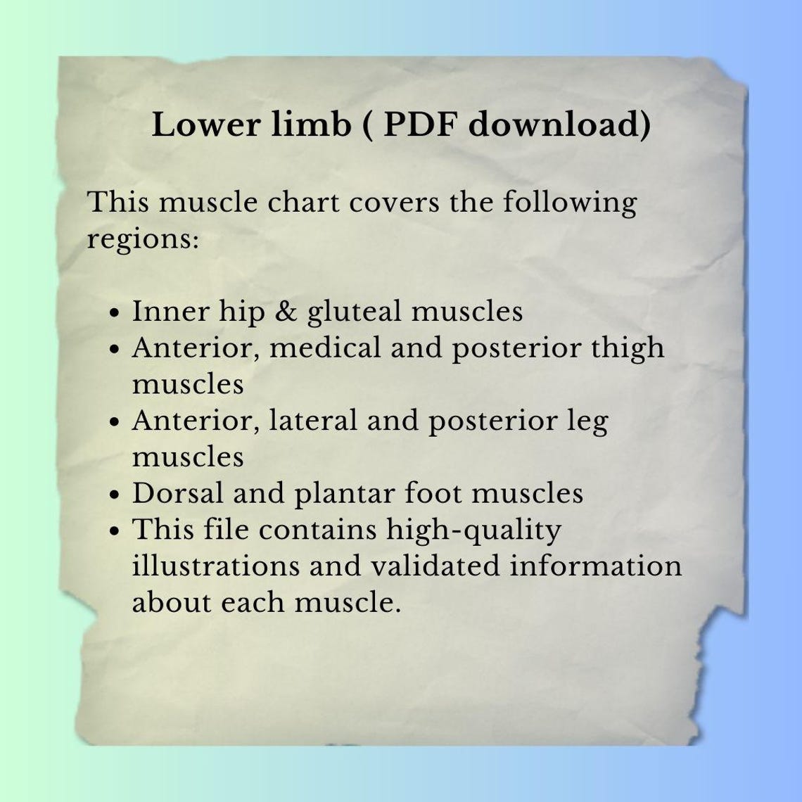 Lower Limb Muscle Chart PDF Anatomy Study Guide Hip, Thigh, Leg and ...