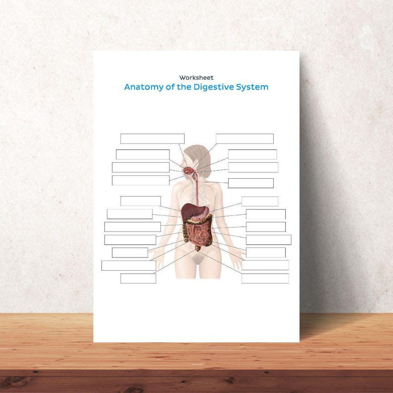 DIGESTIVE SYSTEM Human Anatomy Printable PDF Study Guide & Practice ...