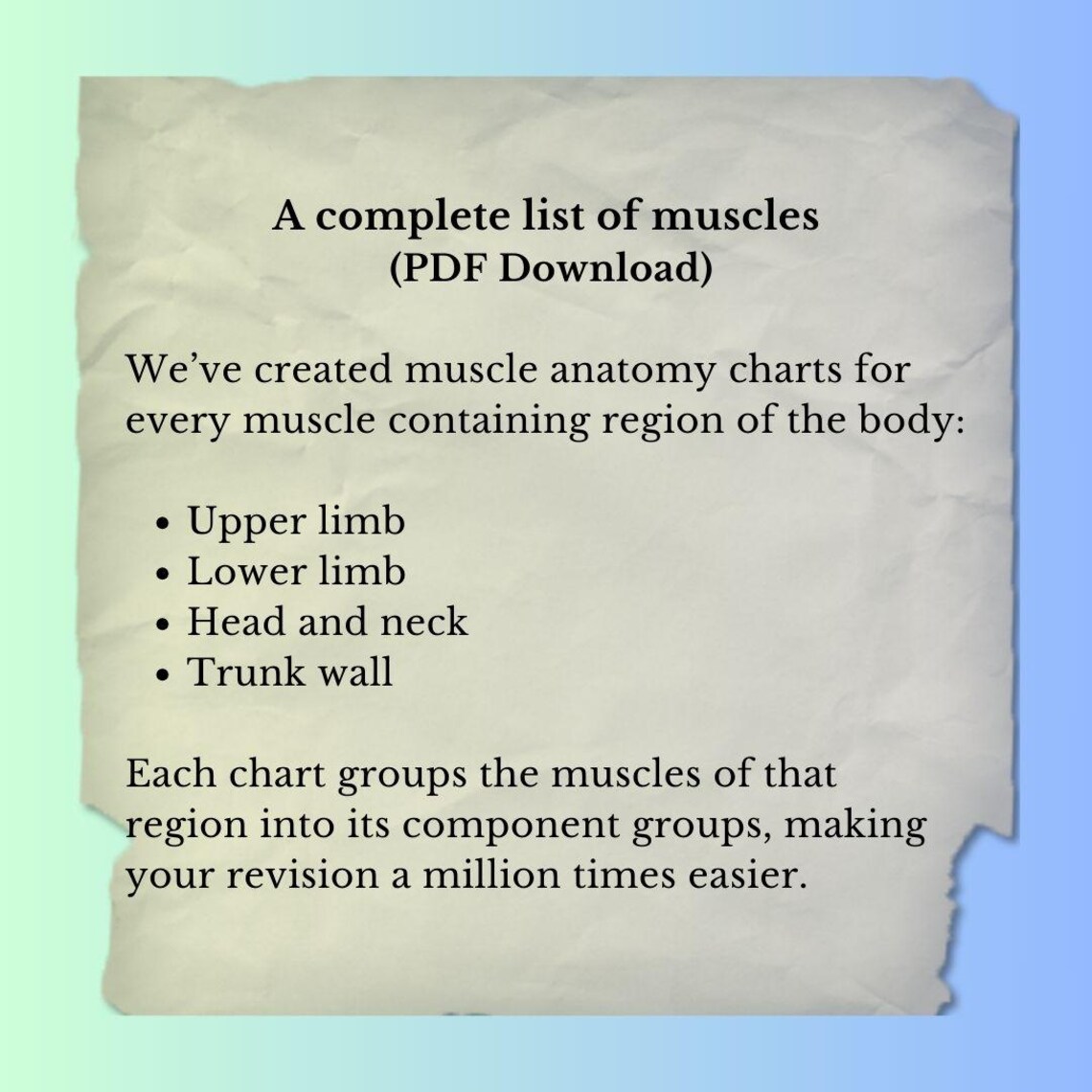 Printable Muscle Anatomy Charts 600+ Muscles Study Guide Full Body ...