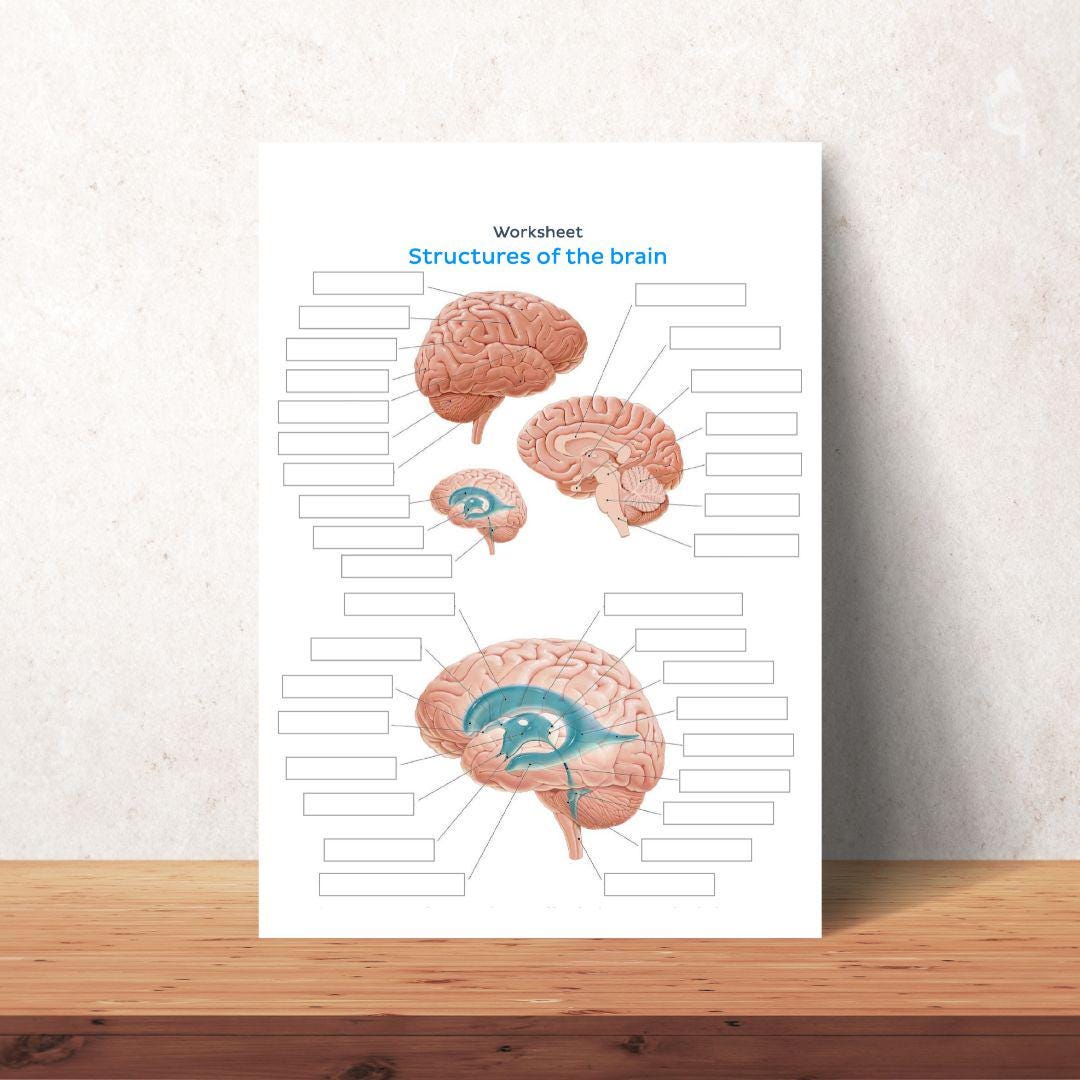 Structures of the Human BRAIN Worksheet Printable PDF Study Guide ...
