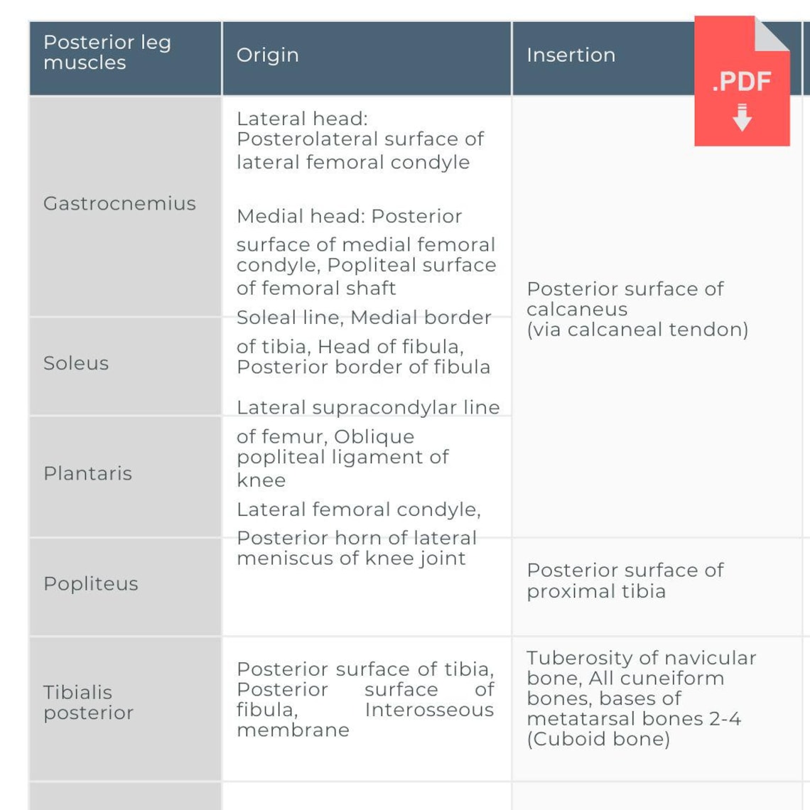 Lower Limb Muscle Chart PDF Anatomy Study Guide Hip, Thigh, Leg and ...