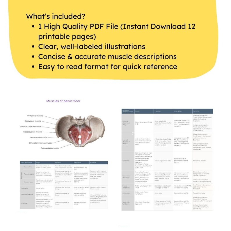Trunk Wall Muscle Anatomy Chart Printable PDF Ebook Study Guide ...