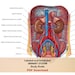 Urinary System Anatomy Worksheet PDF Printable Kidney, Bladder, Ureter ...