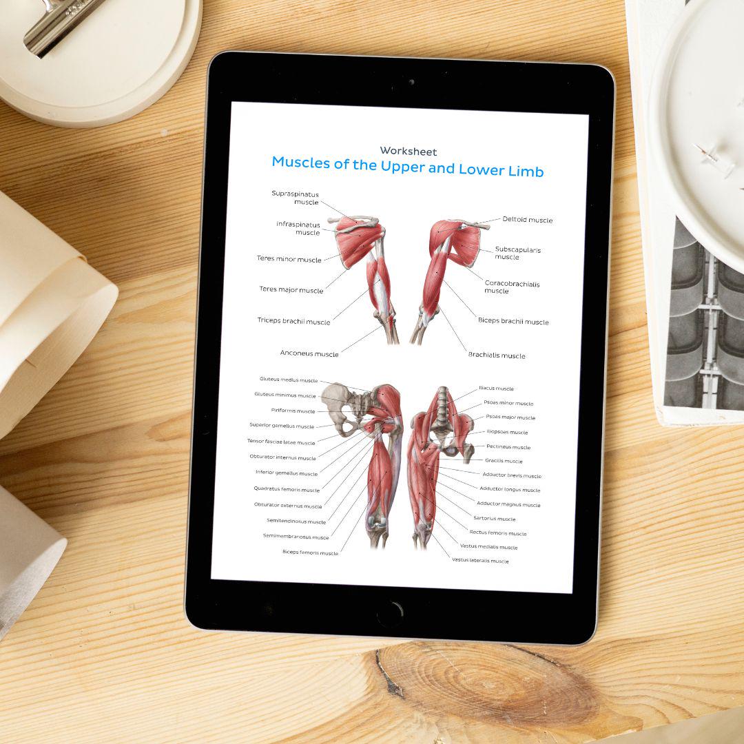 Muscles of the Upper and Lower Limb Anatomy Worksheet Printable PDF ...