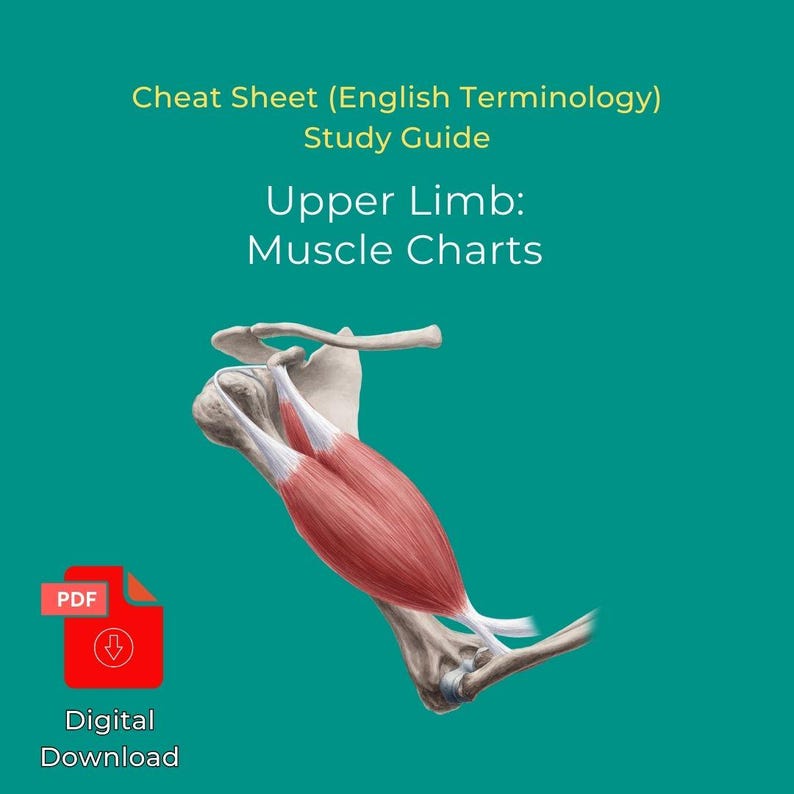 Upper Limb Muscle Chart Ebook Printable PDF Study Guide Shoulder, Arm ...