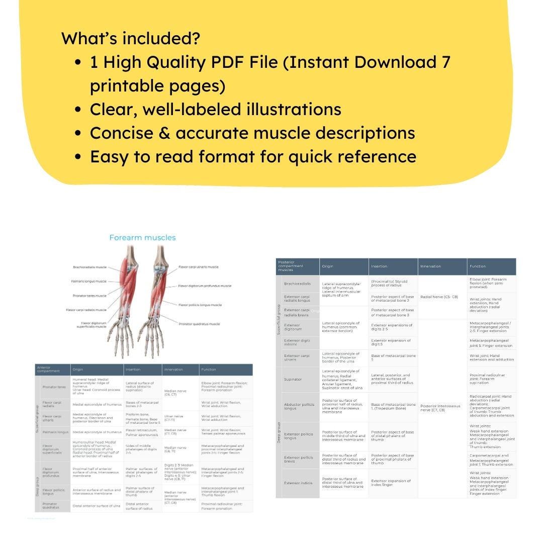 Upper Limb Muscle Chart Ebook Printable PDF Study Guide Shoulder, Arm ...