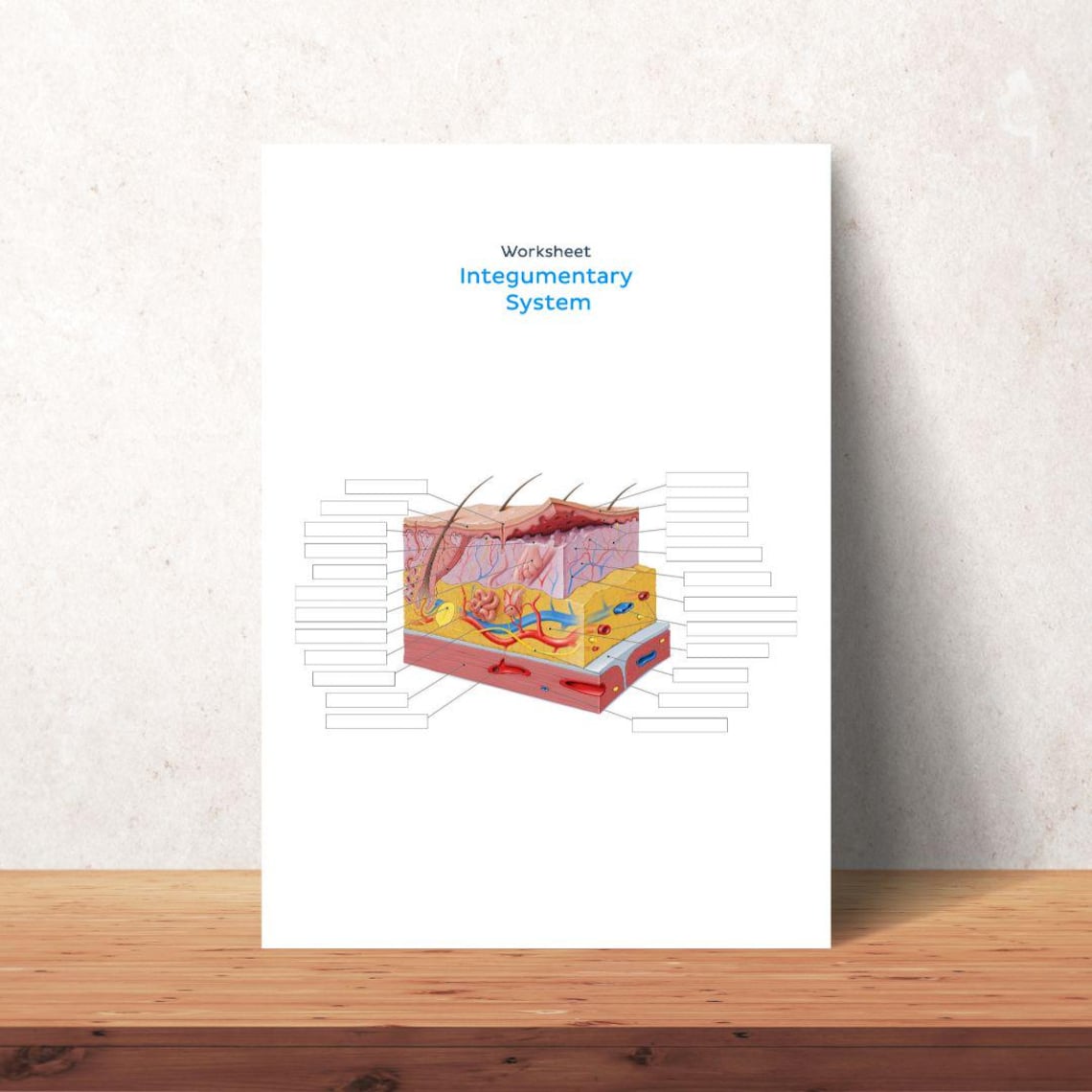 Human Skin and Structures Chart INTEGUMENTARY System Anatomy Worksheet ...