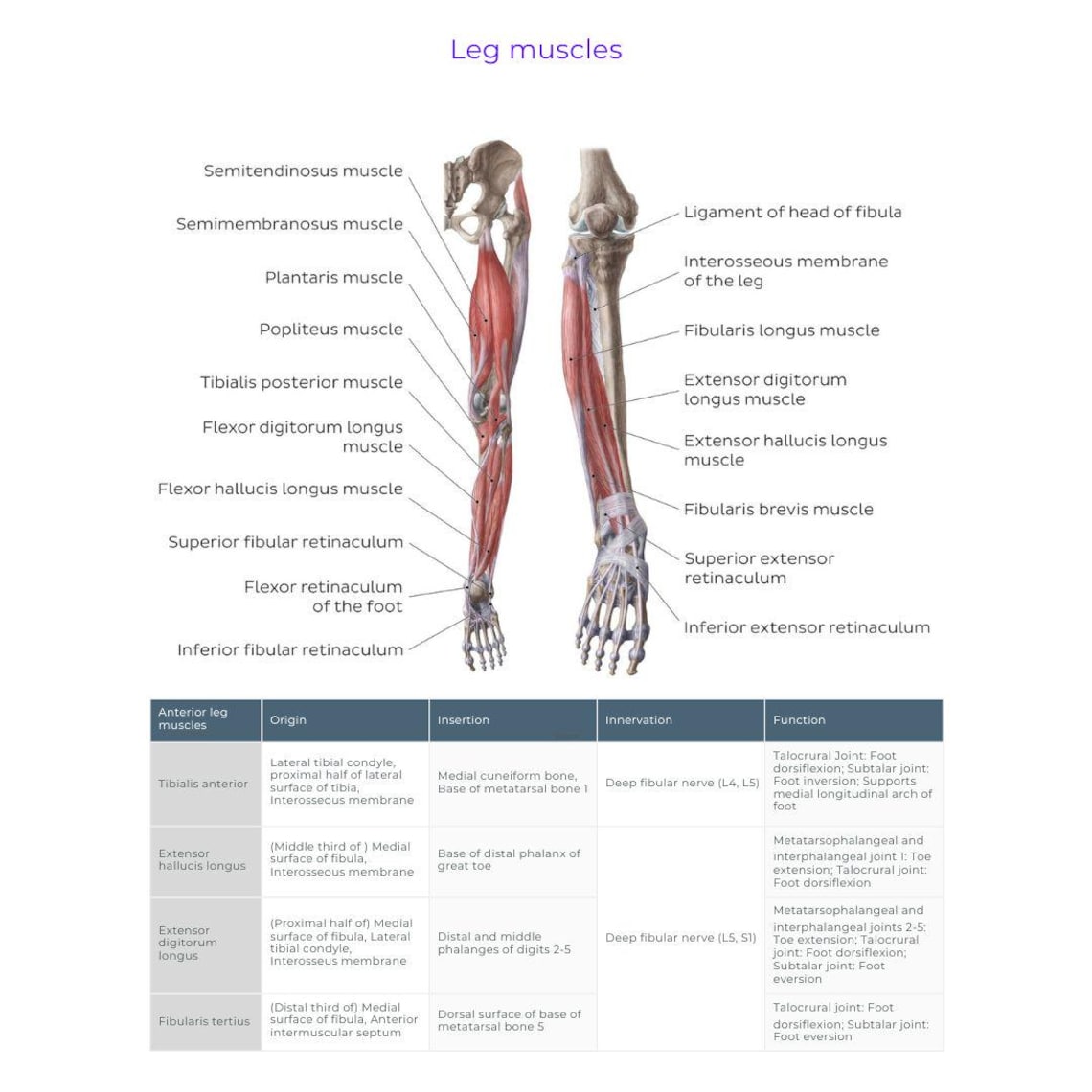 Lower Limb Muscle Chart PDF Anatomy Study Guide Hip, Thigh, Leg and ...