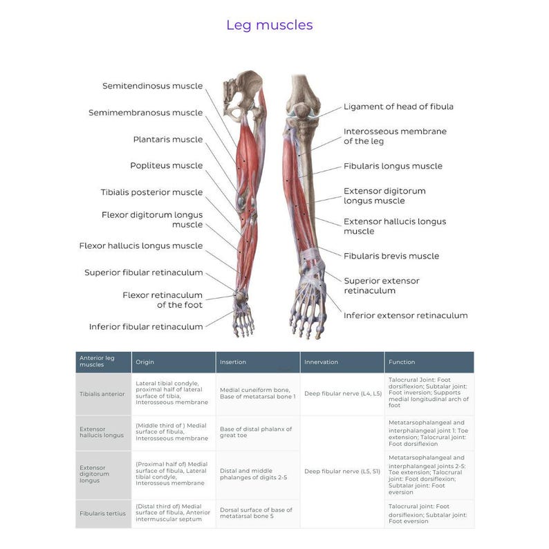 Lower Limb Muscle Chart PDF Anatomy Study Guide Hip, Thigh, Leg and ...