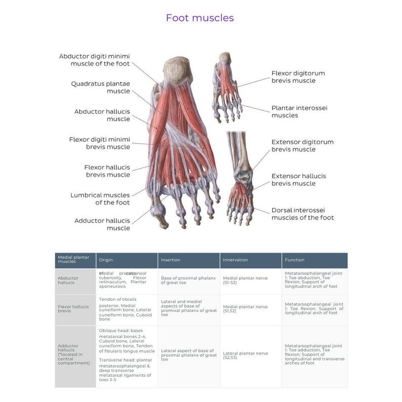 Lower Limb Muscle Chart PDF Anatomy Study Guide Hip, Thigh, Leg and ...