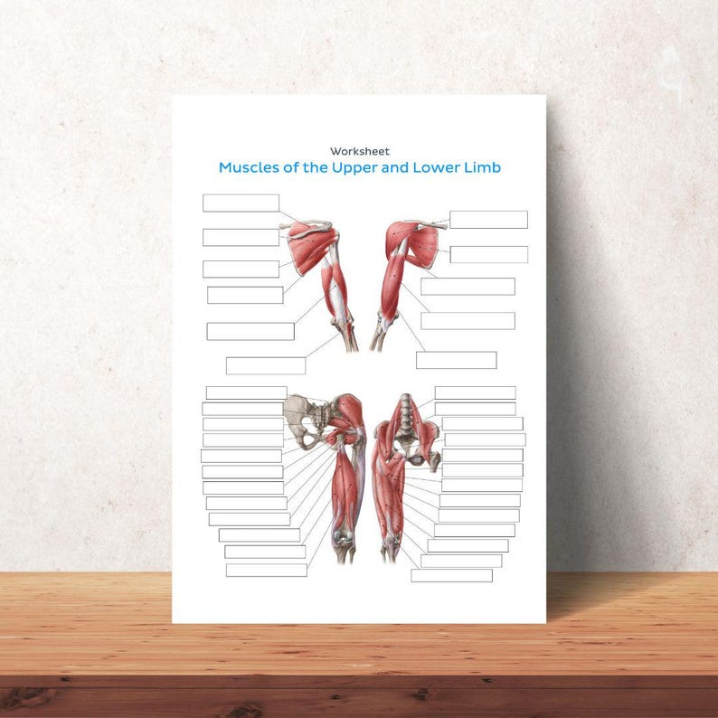 Muscles of the Upper and Lower Limb Anatomy Worksheet Printable PDF ...