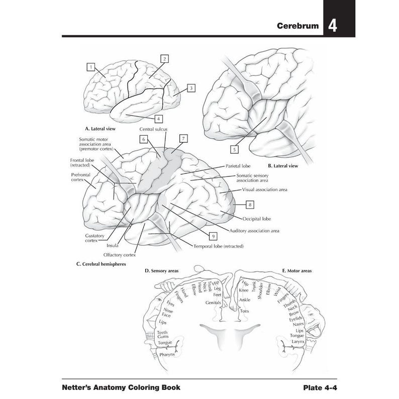 Anatomy Coloring Book 2nd Edition PDF Human Anatomy Study Guide for ...