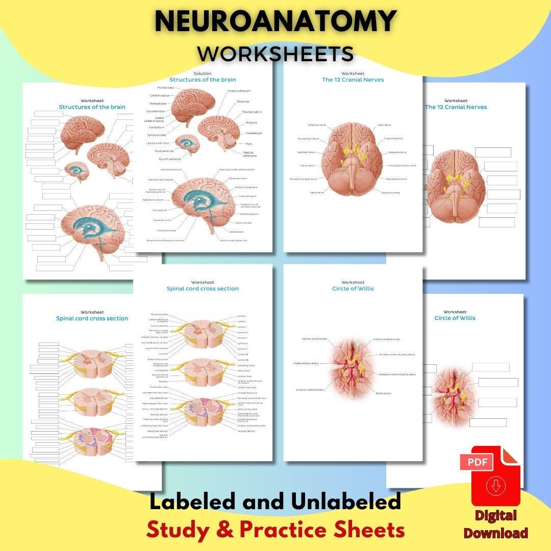 NEUROANATOMY Printable Worksheets PDF Bundle Brain Structure, Cranial ...