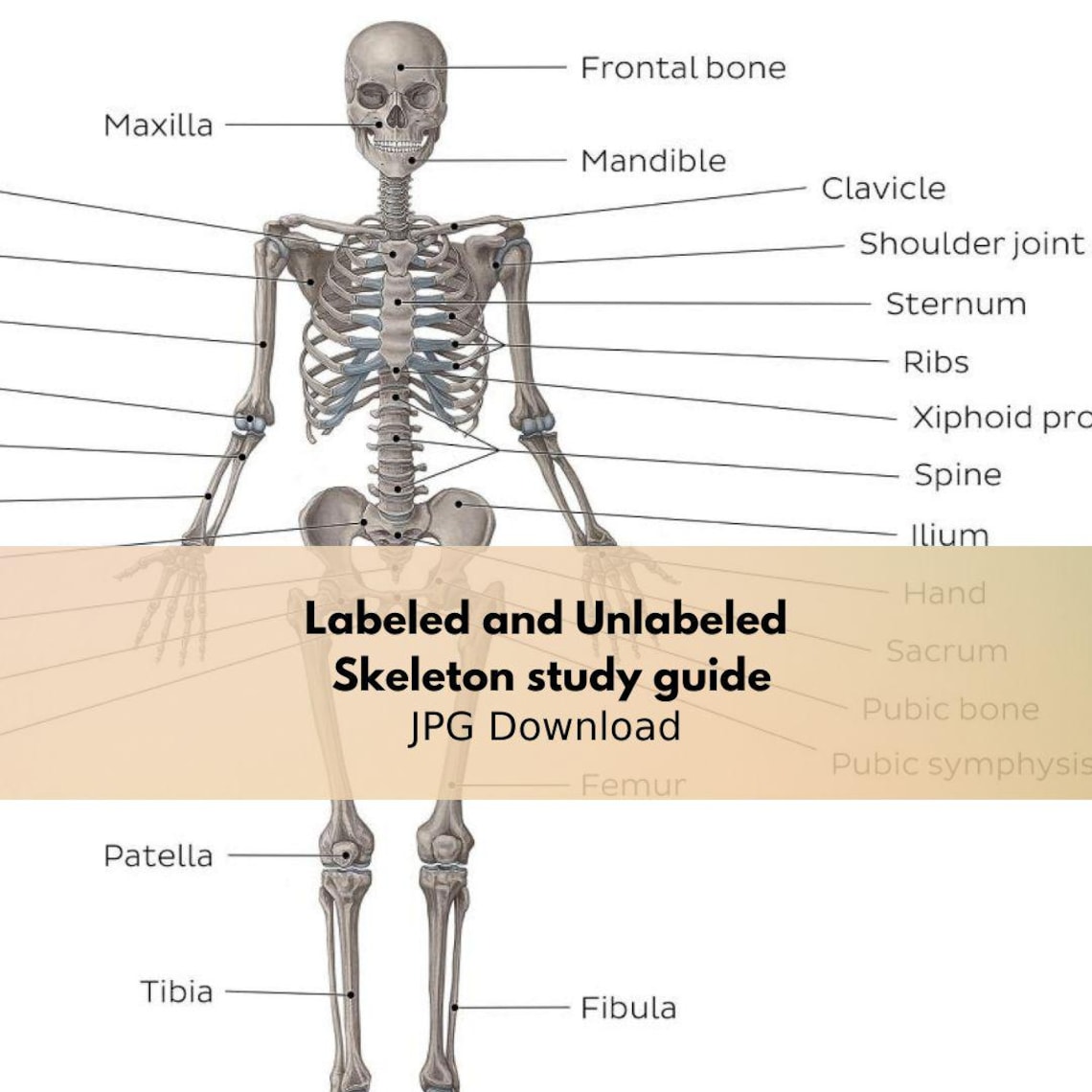 Printable HUMAN SKELETON Worksheet Main Bones of the Body Study Guide ...