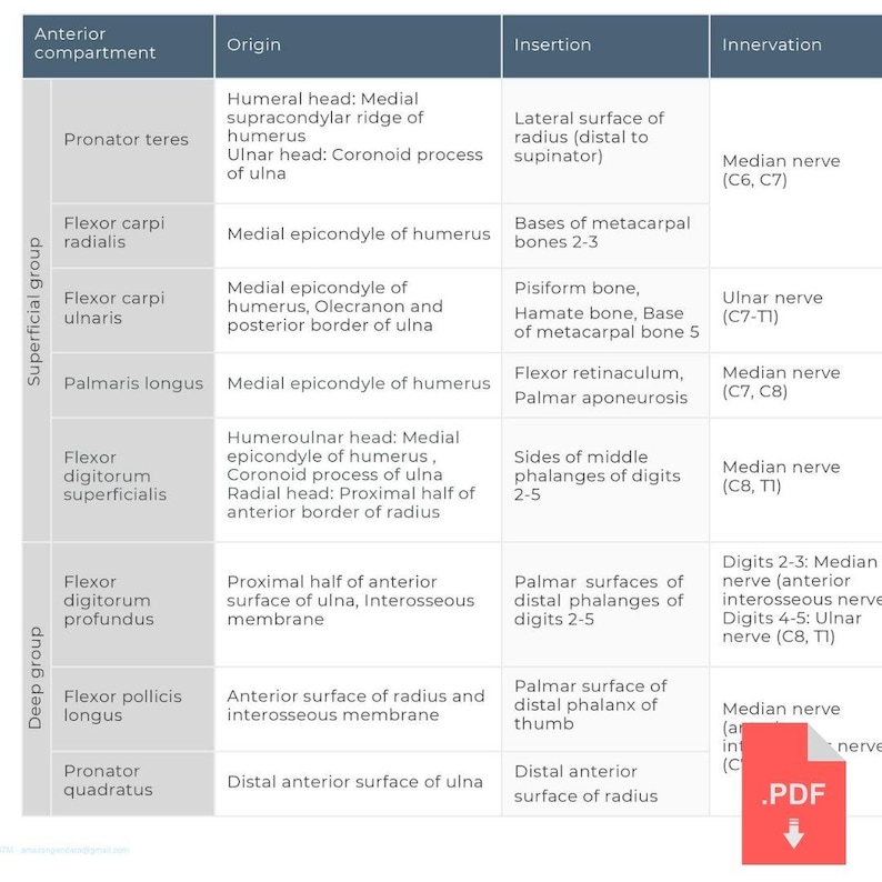 Upper Limb Muscle Chart Ebook Printable PDF Study Guide Shoulder, Arm ...