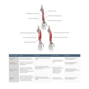Upper Limb Muscle Chart Ebook Printable PDF Study Guide Shoulder, Arm ...