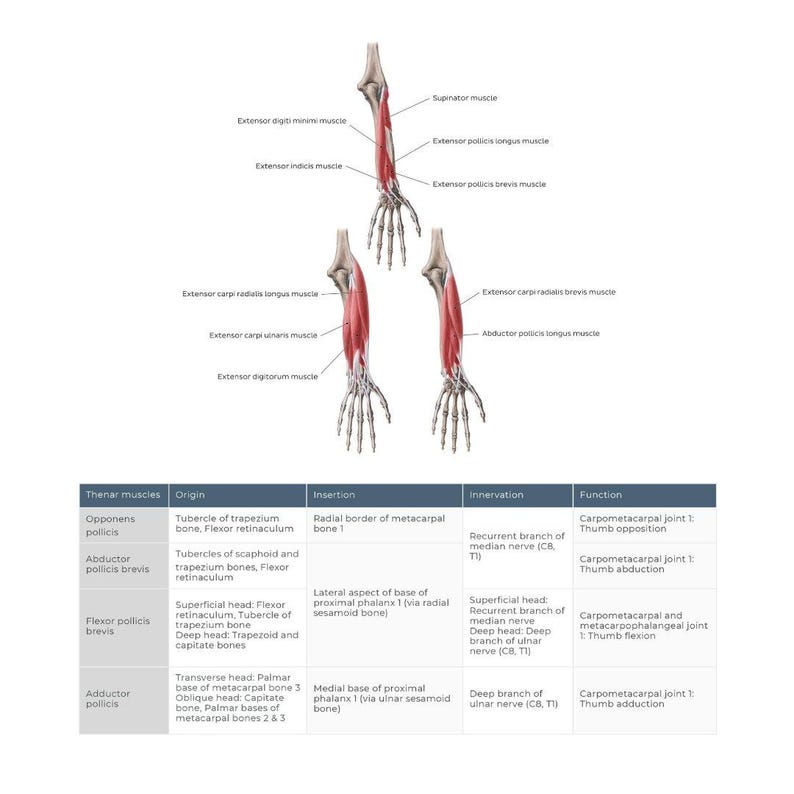Upper Limb Muscle Chart Ebook Printable PDF Study Guide Shoulder, Arm ...