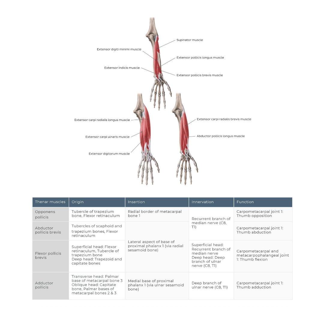 Upper Limb Muscle Chart Ebook Printable PDF Study Guide Shoulder, Arm ...