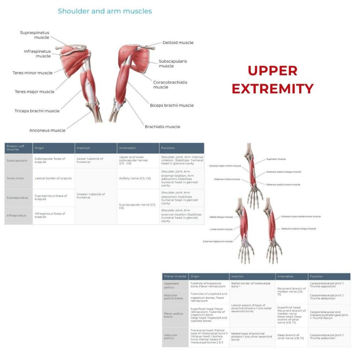 Printable Muscle Anatomy Charts 600+ Muscles Study Guide Full Body ...