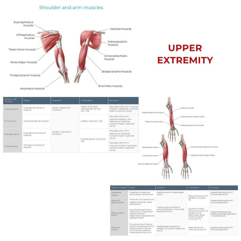 Printable Muscle Anatomy Charts 600+ Muscles Study Guide Full Body ...
