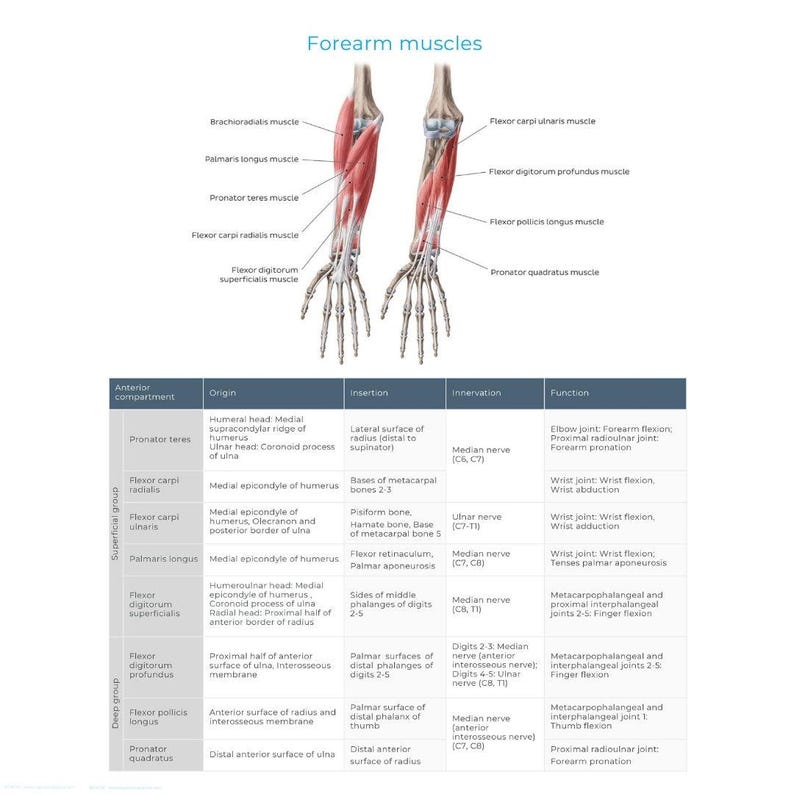 Upper Limb Muscle Chart Ebook Printable PDF Study Guide Shoulder, Arm ...