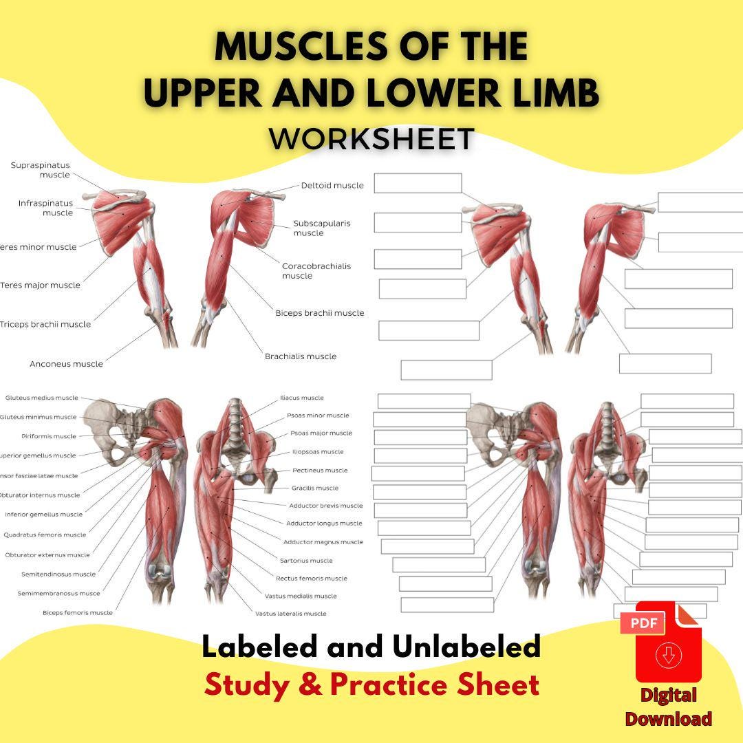 Muscles of the Upper and Lower Limb Anatomy Worksheet Printable PDF ...