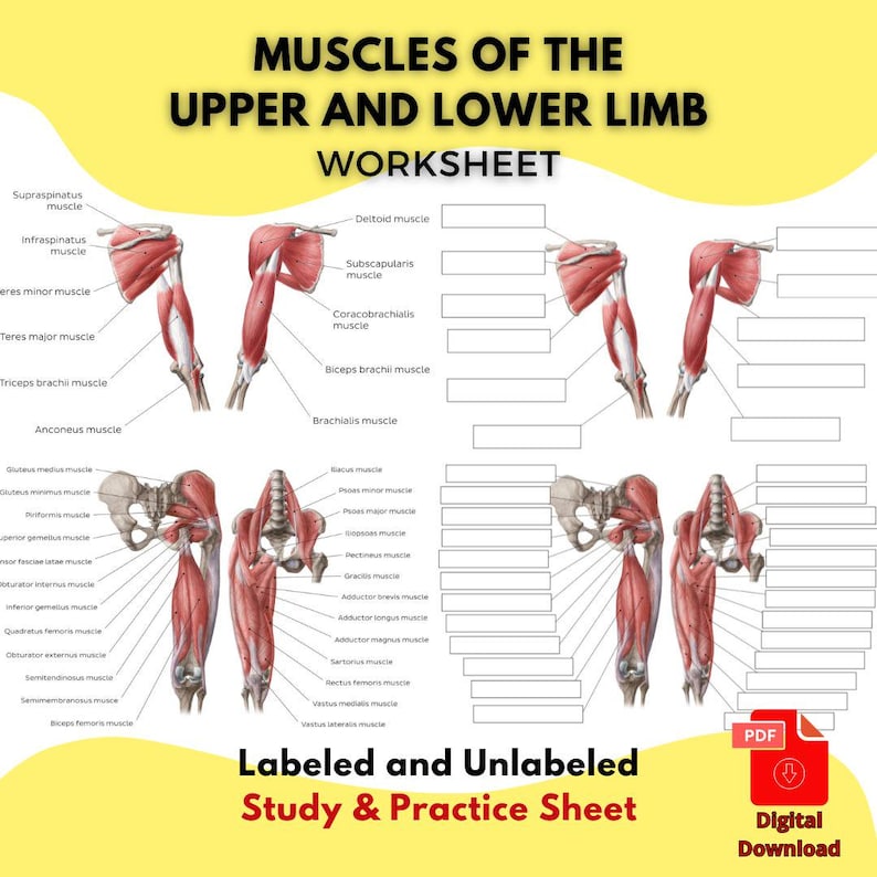 Muscles of the Upper and Lower Limb Anatomy Worksheet Printable PDF ...
