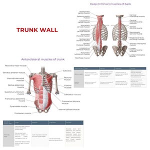Printable Muscle Anatomy Charts 600+ Muscles Study Guide Full Body ...