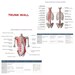 Printable Muscle Anatomy Charts 600+ Muscles Study Guide Full Body ...