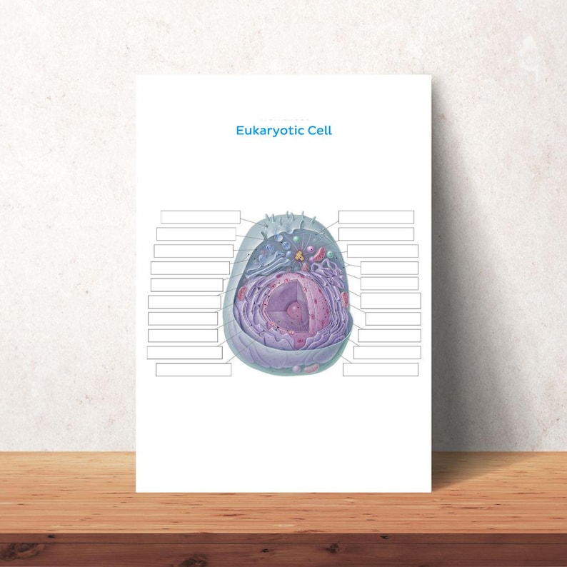Eukaryotic Cell Diagram Printable Study Guide PDF Labeled & Unlabeled ...