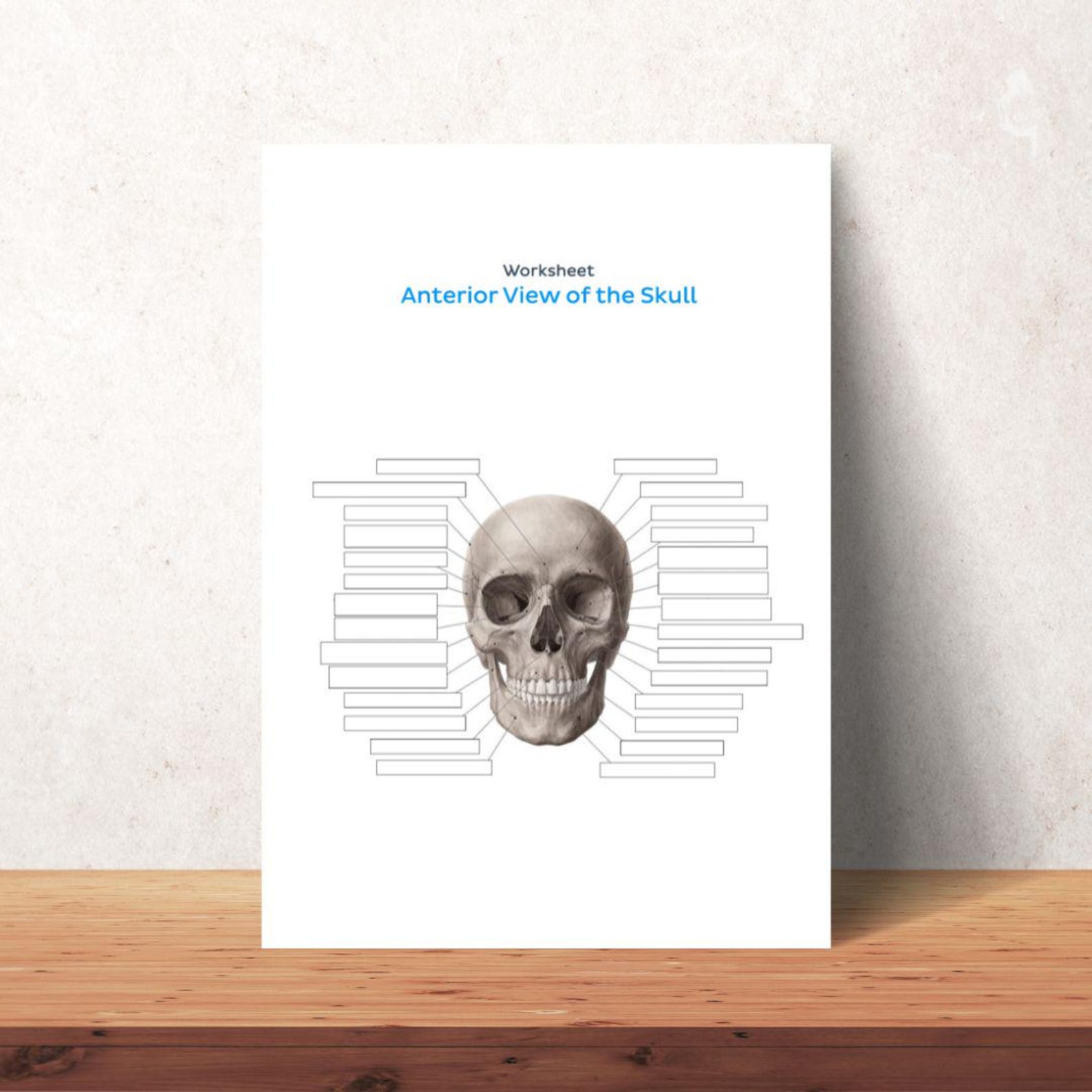 ANTERIOR SKULL Diagram Printable Study Guide PDF Labeled & Unlabeled ...