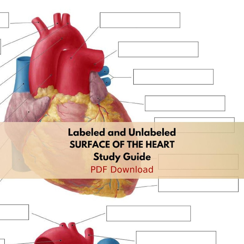 Surface Anatomy of the HEART Printable PDF Labeled & Unlabeled Study ...