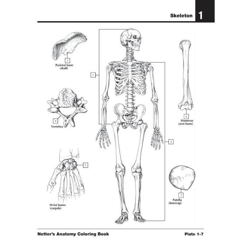 Anatomy Coloring Book 2nd Edition PDF Human Anatomy Study Guide for ...