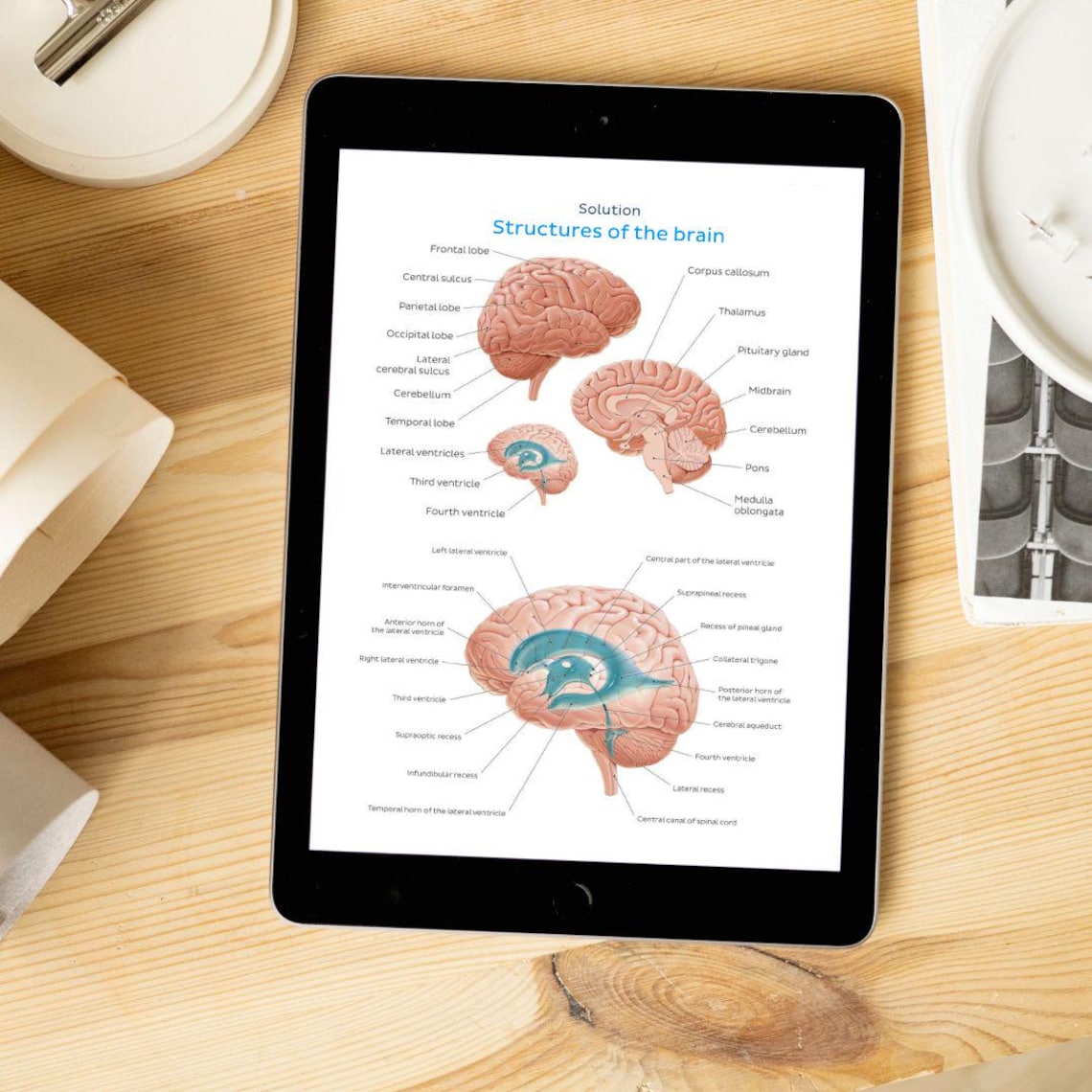 Structures of the Human BRAIN Worksheet Printable PDF Study Guide ...