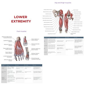 Printable Muscle Anatomy Charts 600+ Muscles Study Guide Full Body ...