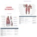 Printable Muscle Anatomy Charts 600+ Muscles Study Guide Full Body ...