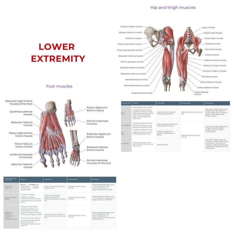 Printable Muscle Anatomy Charts 600+ Muscles Study Guide Full Body ...