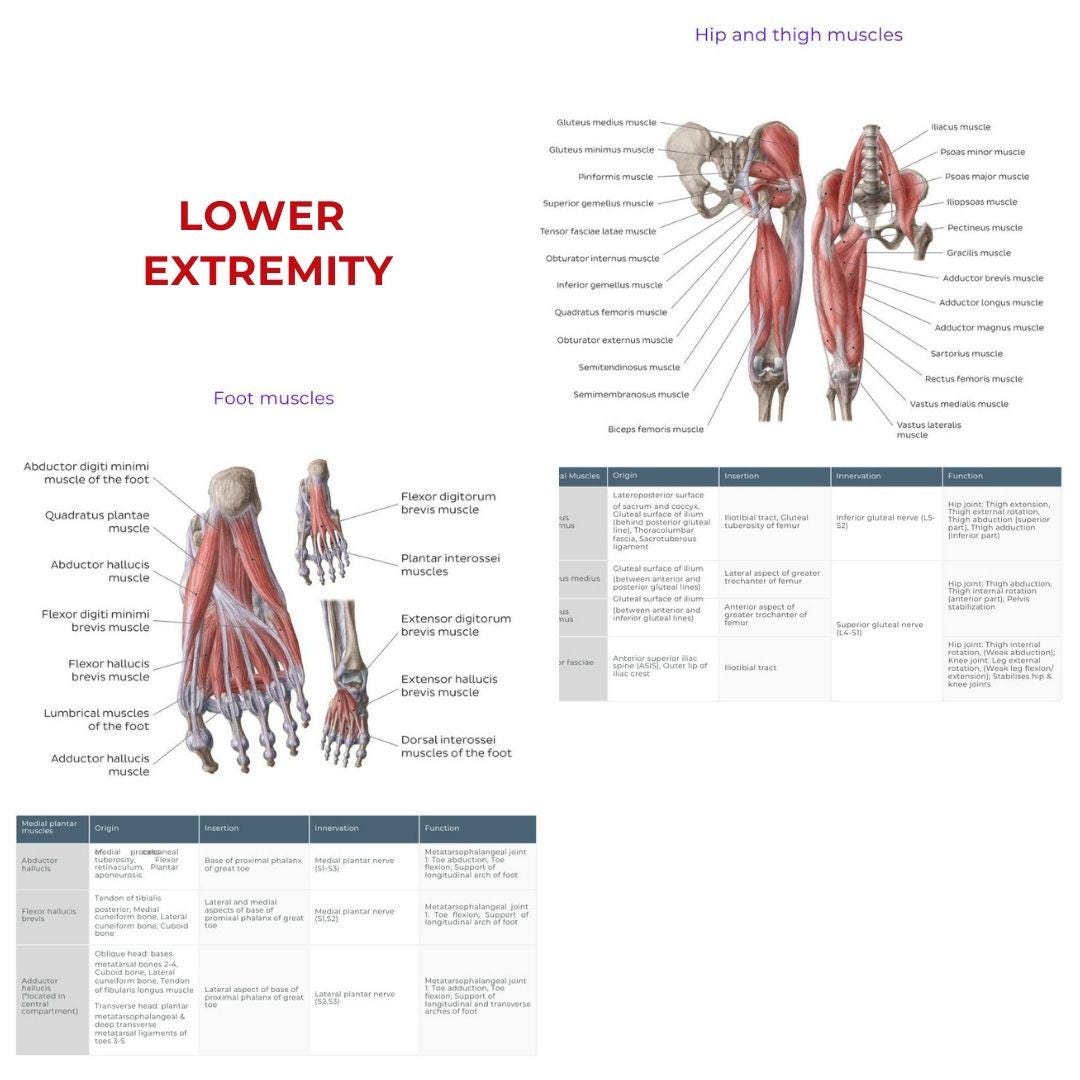 Printable Muscle Anatomy Charts 600+ Muscles Study Guide Full Body ...