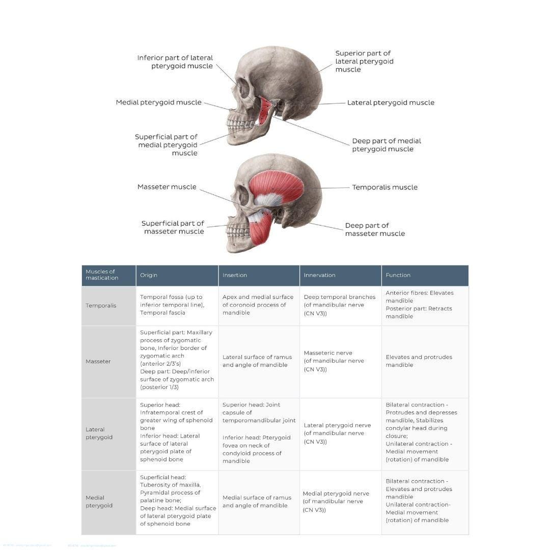 Head and Neck Muscle Anatomy Chart PDF Printable Study Guide Facial ...