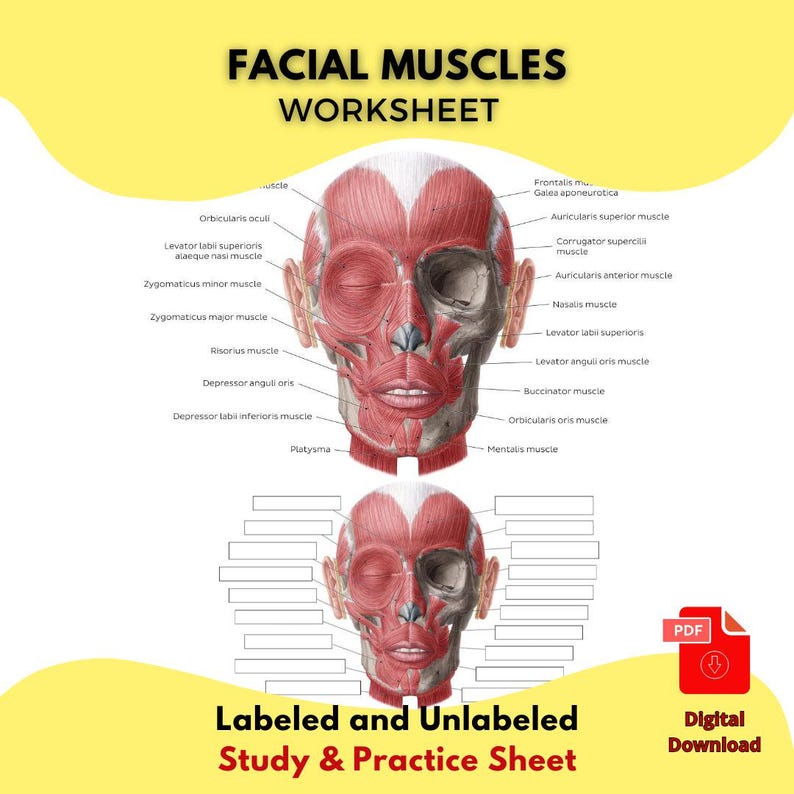 Facial Muscles Anatomy Worksheet 2 PDF Labeled & Unlabeled Printable ...