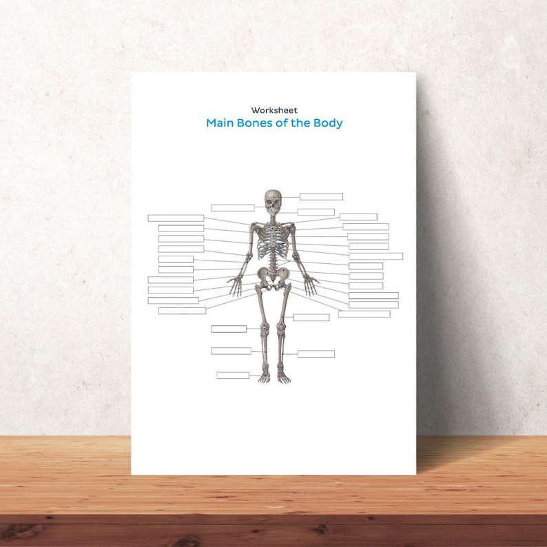 Printable HUMAN SKELETON Worksheet Main Bones of the Body Study Guide ...