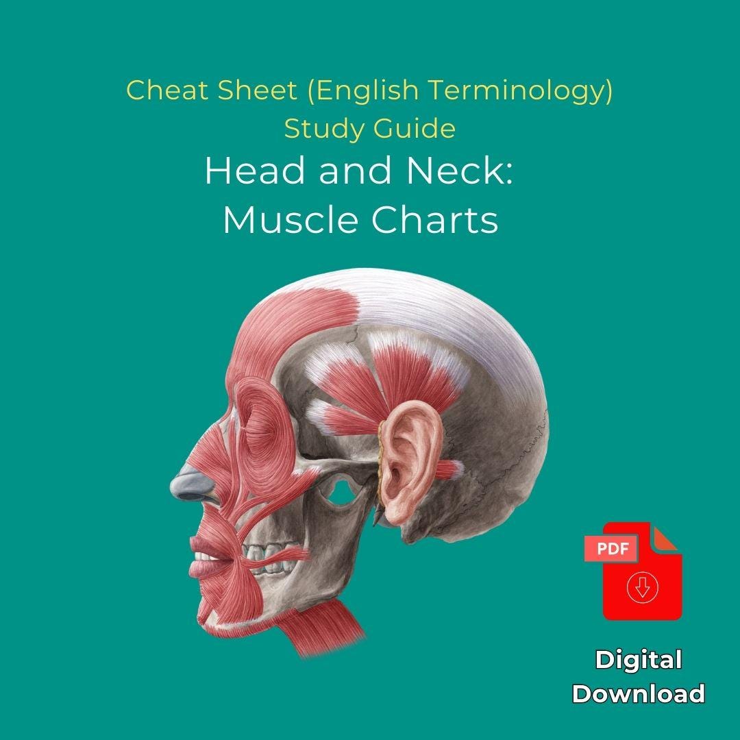 Head and Neck Muscle Anatomy Chart PDF Printable Study Guide Facial ...