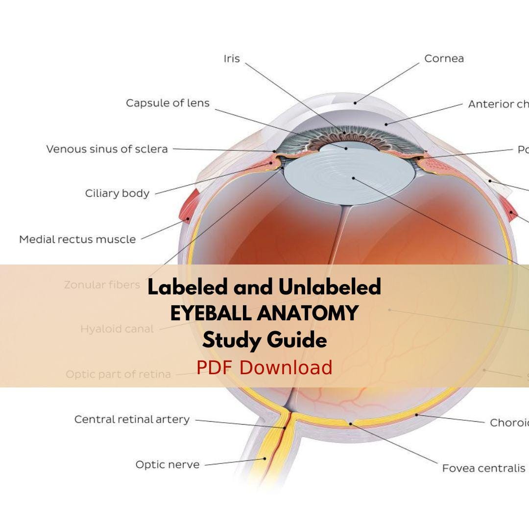 Eyeball Anatomy Printable PDF Labeled & Blank Diagram of Human Eye ...