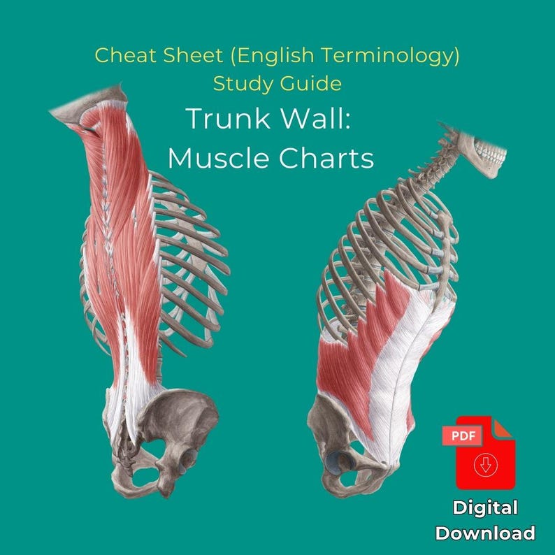 Trunk Wall Muscle Anatomy Chart Printable PDF Ebook Study Guide ...