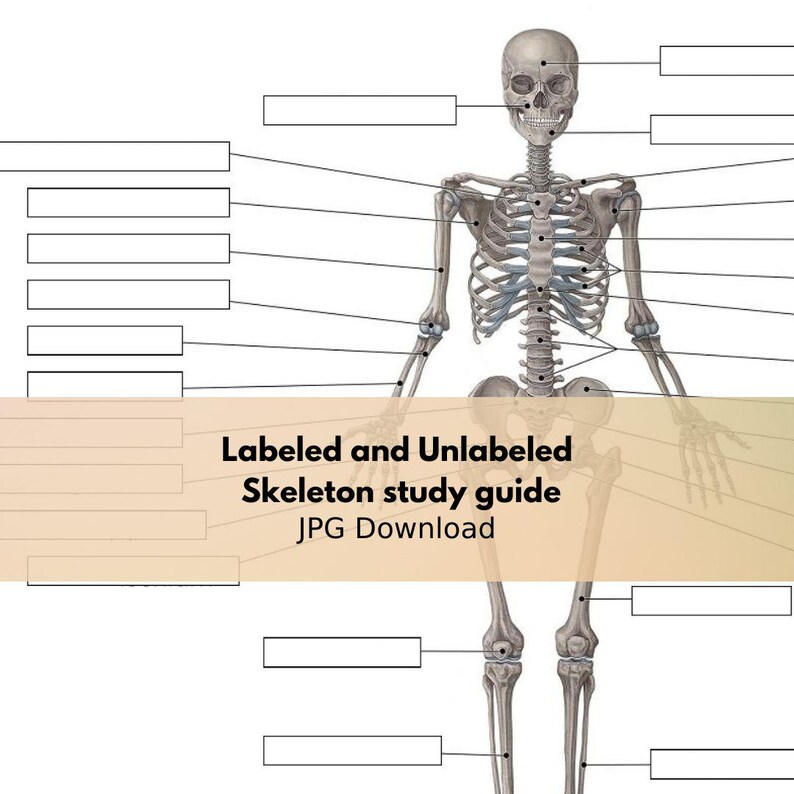 Printable HUMAN SKELETON Worksheet Main Bones of the Body Study Guide ...