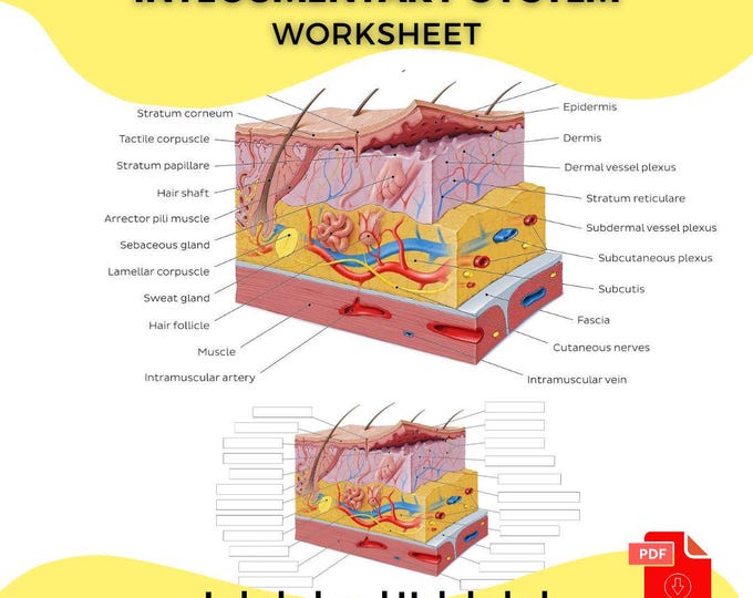 Printable Muscle Anatomy Charts 600+ Muscles Study Guide Full Body ...